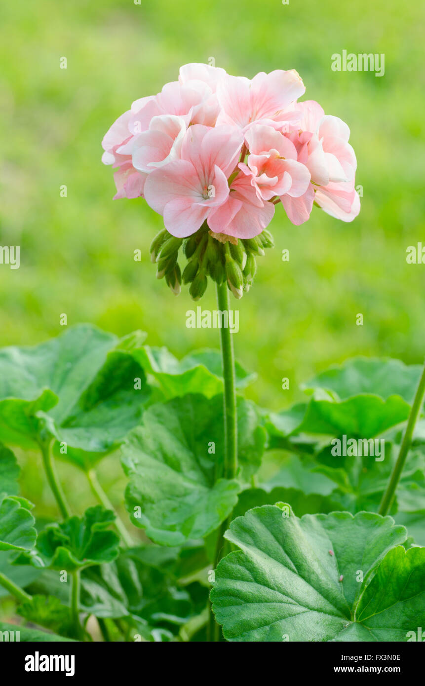 Geraniums on the tree hi-res stock photography and images - Alamy