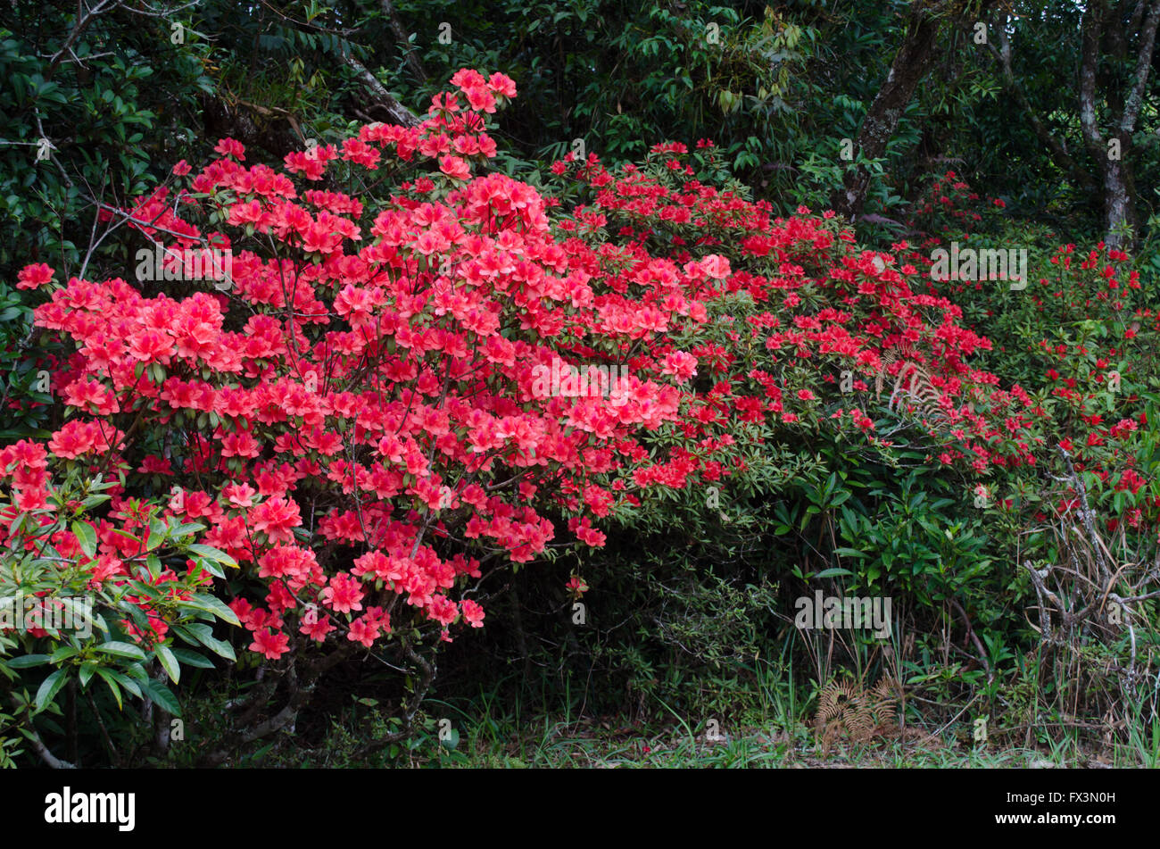 Wild azalea forest hi-res stock photography and images - Alamy