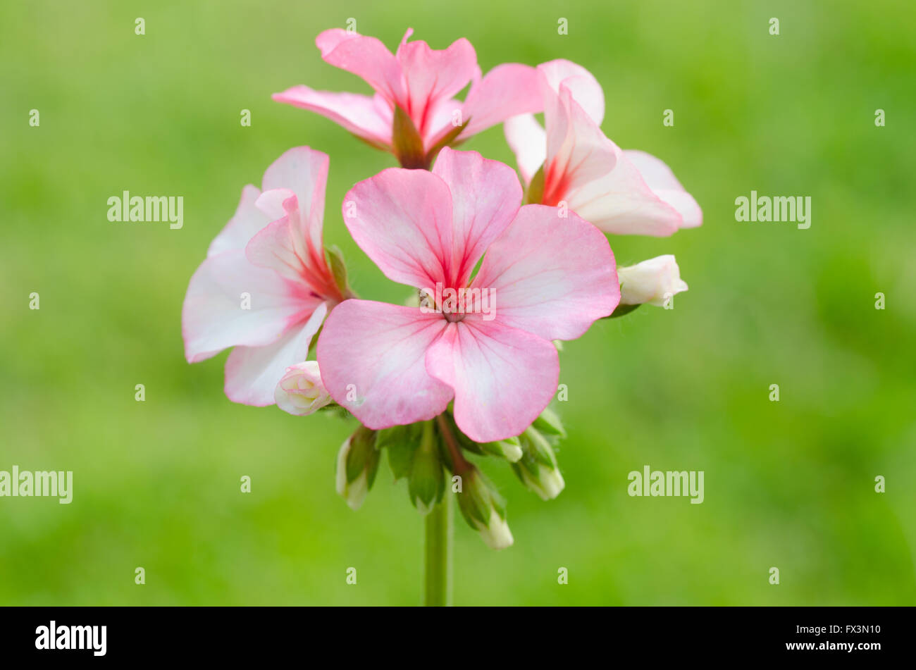 Beautiful pink geraniums hi-res stock photography and images - Alamy