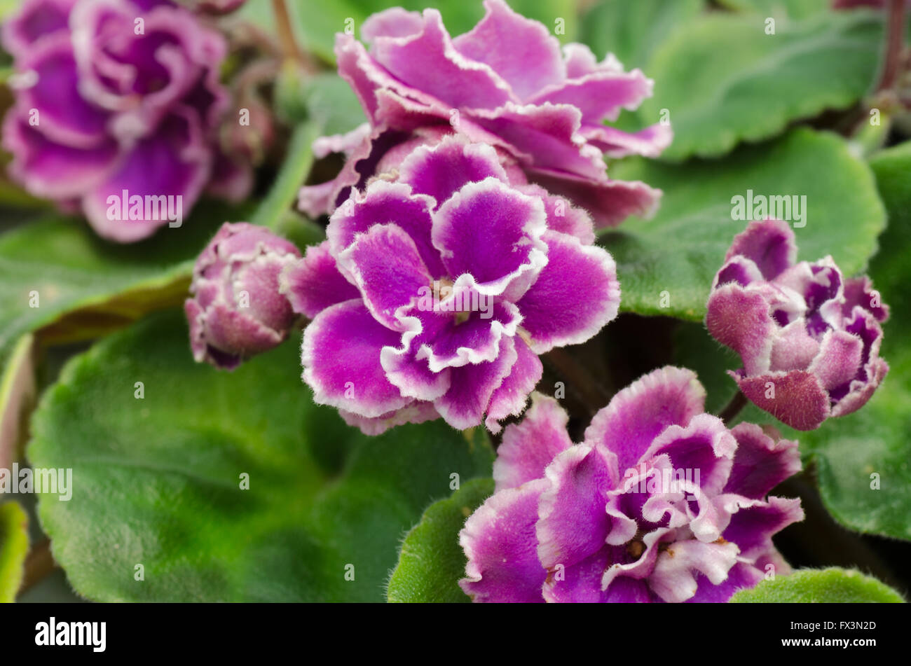African violet flower hi-res stock photography and images - Alamy