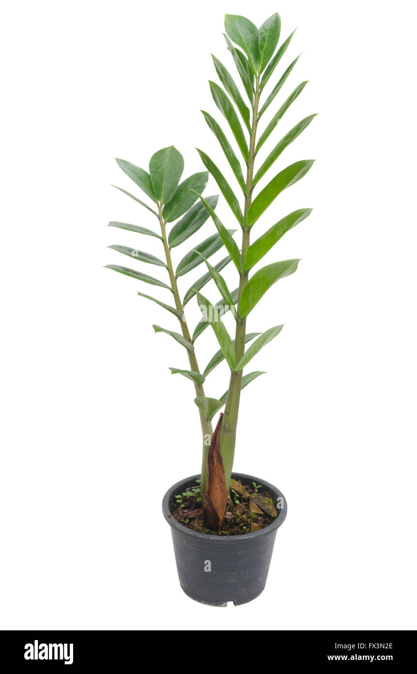 Zamioculcas zamifolia plant indoors hi-res stock photography and images ...