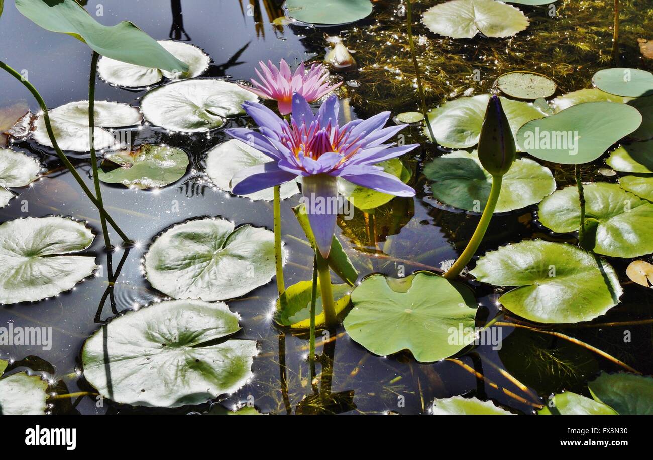 Lotus aquatic waterlily flowers in a pond in Hawaii Stock Photo - Alamy