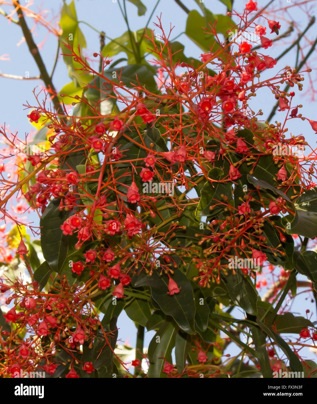 Australian Illawarra Flame Tree in summer bloom with red bell shaped ...