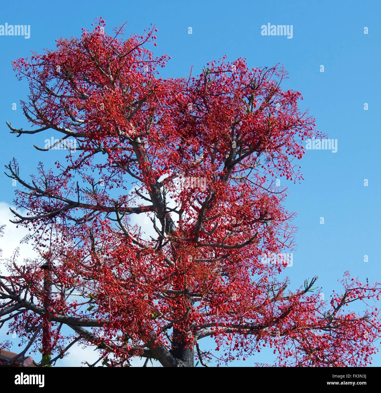 Australian Illawarra Flame Tree in summer bloom with red bell shaped ...