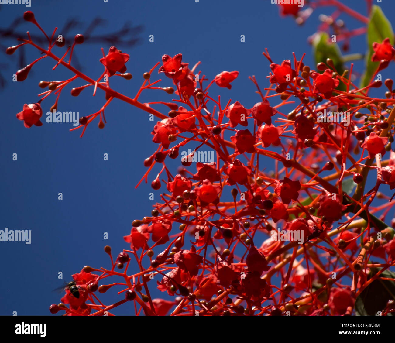 Australian Illawarra Flame Tree in summer bloom with red bell shaped ...