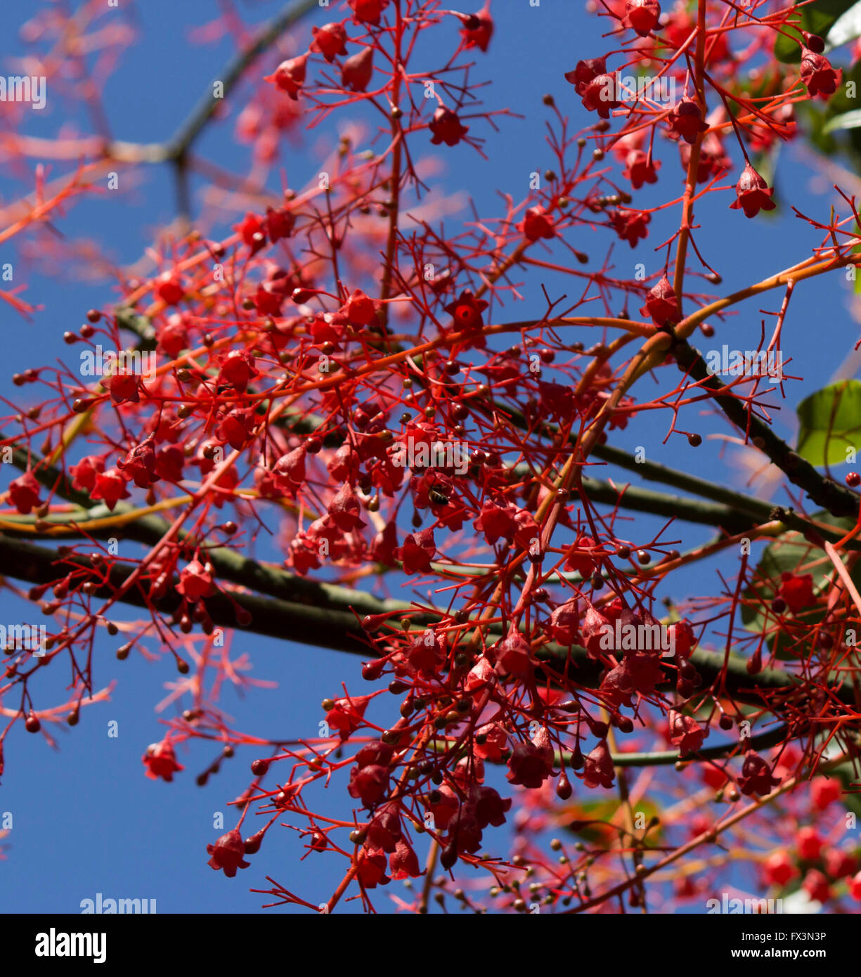 Australian Illawarra Flame Tree in summer bloom with red bell shaped ...