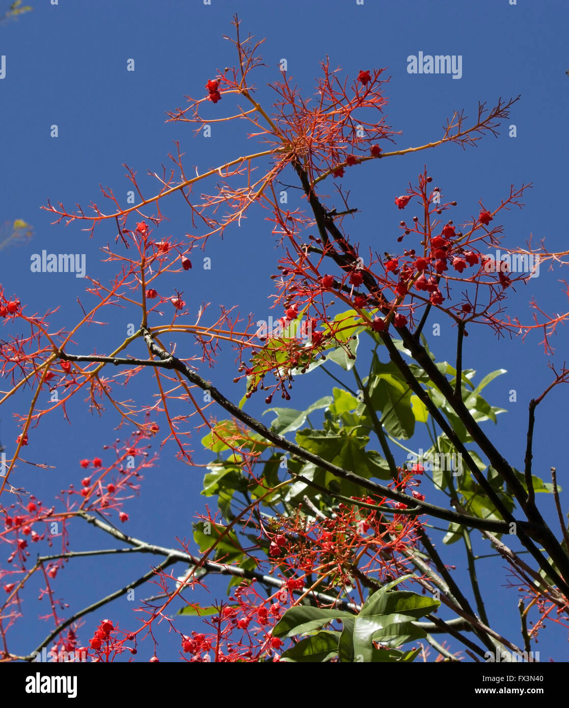 Australian Illawarra Flame Tree in summer bloom with red bell shaped ...