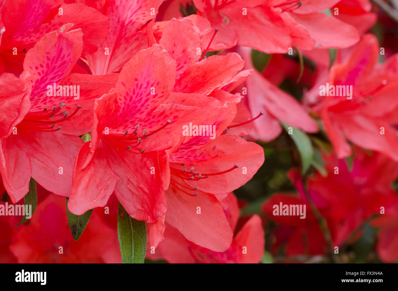 Phu luang wildlife sanctuary hi-res stock photography and images - Alamy