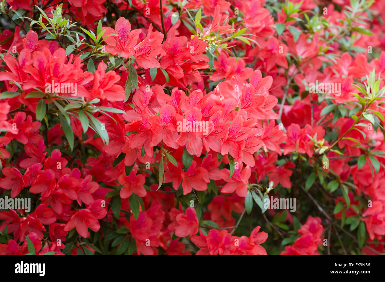 azalea blooming on tree (Rhododendron simsii Planch Stock Photo - Alamy