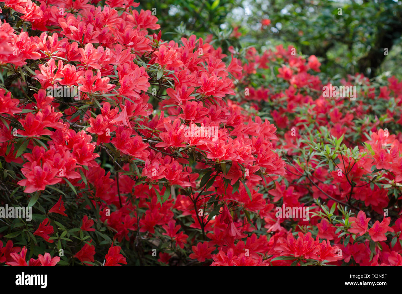 Azalia blooming on tree Stock Photo - Alamy