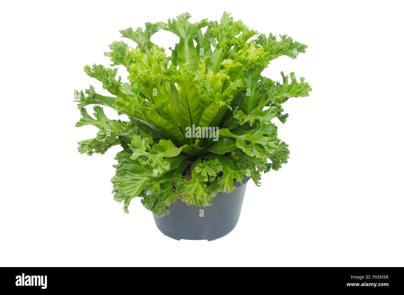 Nephrolepis biserrata Scott fern (super chrissy fern Stock Photo - Alamy