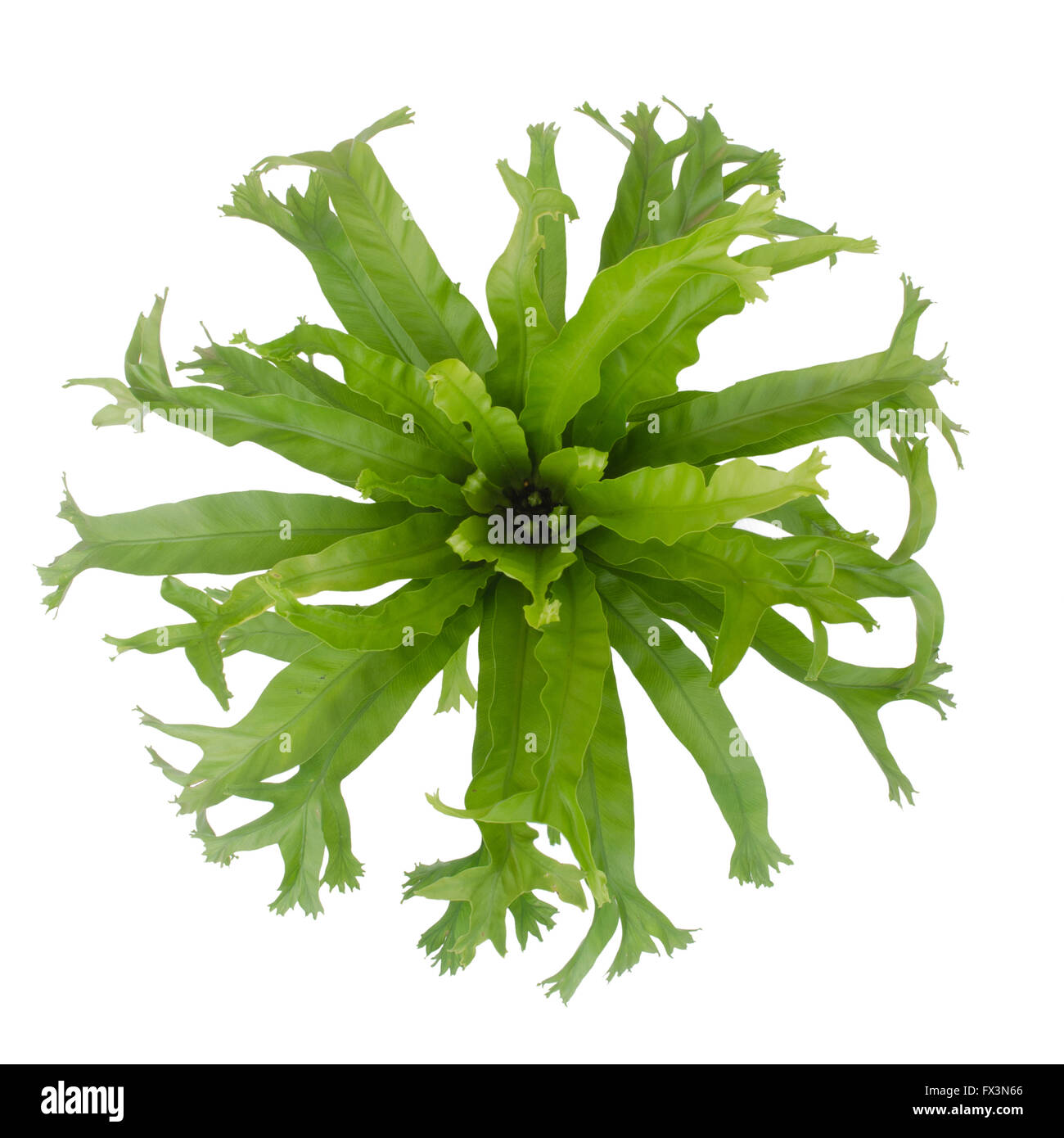 Nephrolepis biserrata Scott fern isolated on white background Stock ...