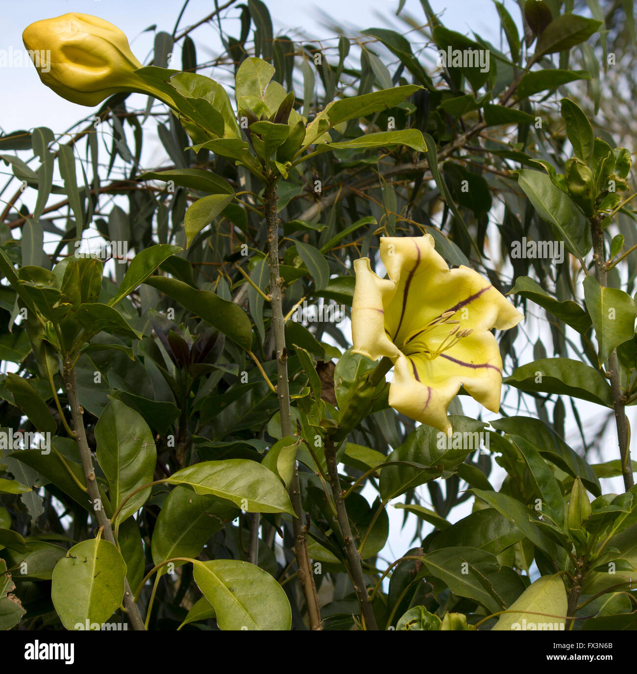 Large yellow flower of Solandra maxima, Cup of Gold Vine, Golden ...