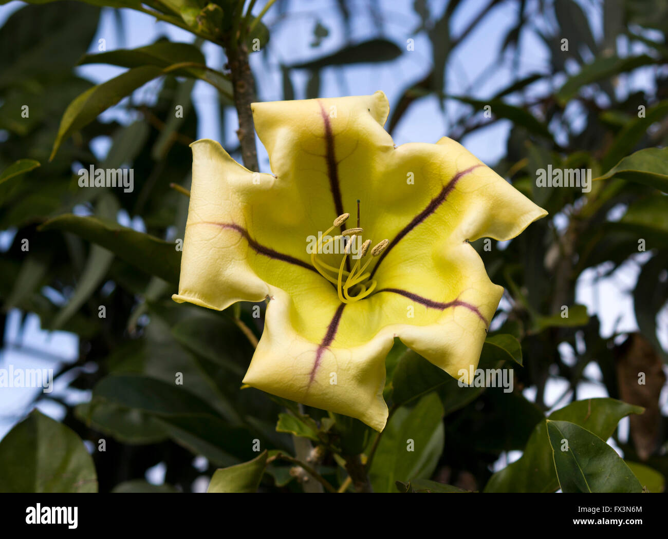 Large yellow flower of Solandra maxima, Cup of Gold Vine, Golden ...