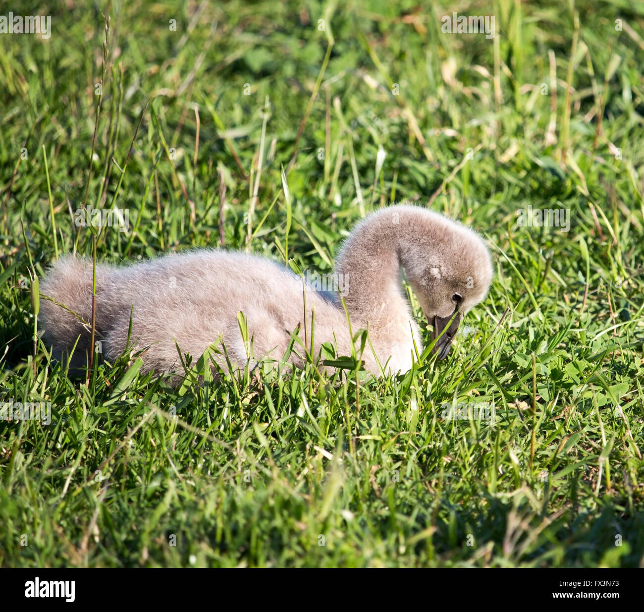 Little fluffy cygnets of Black Swan, Bunbury, Western Australia in ...