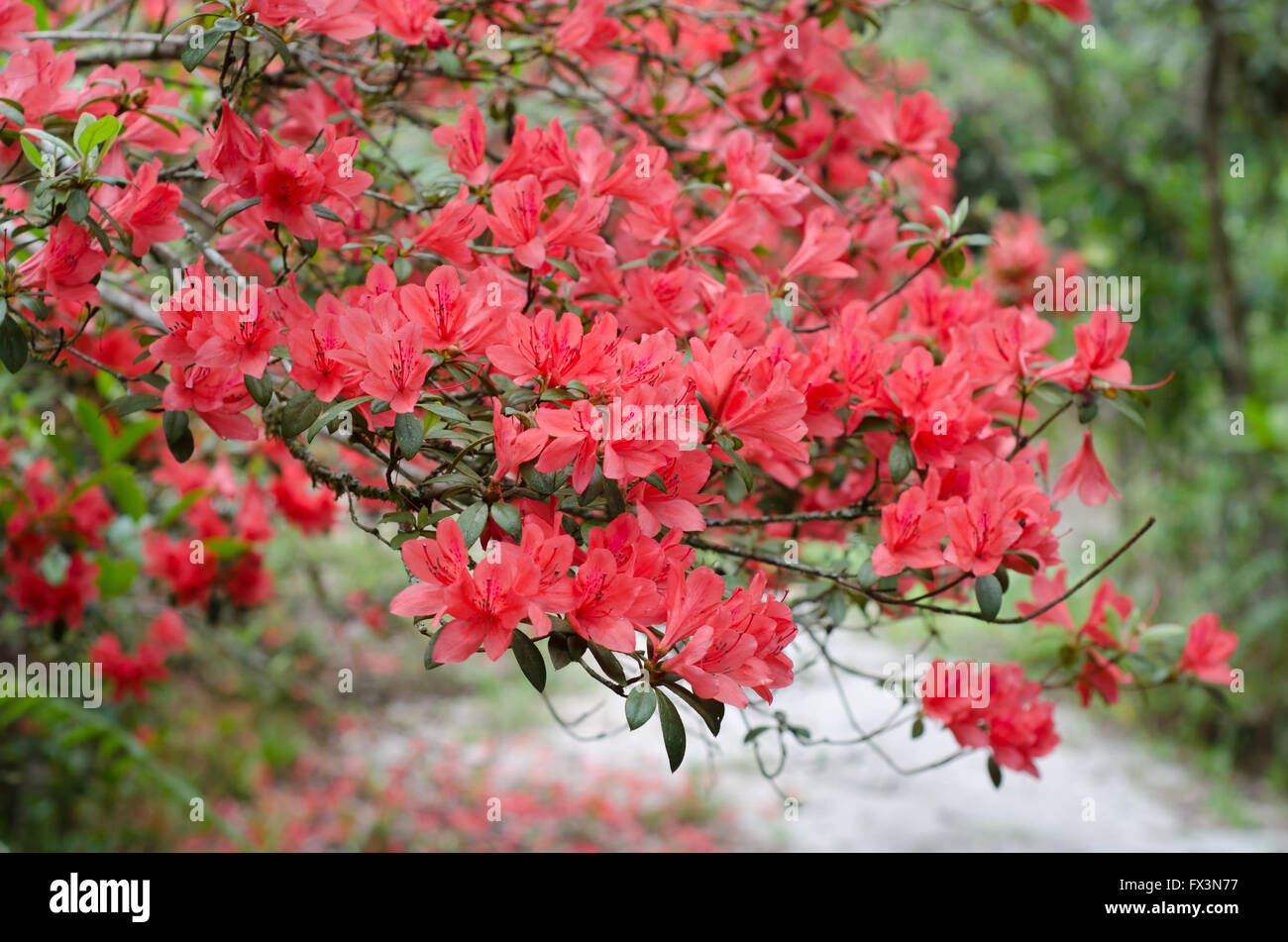 Azalea blooming on tree Stock Photo - Alamy