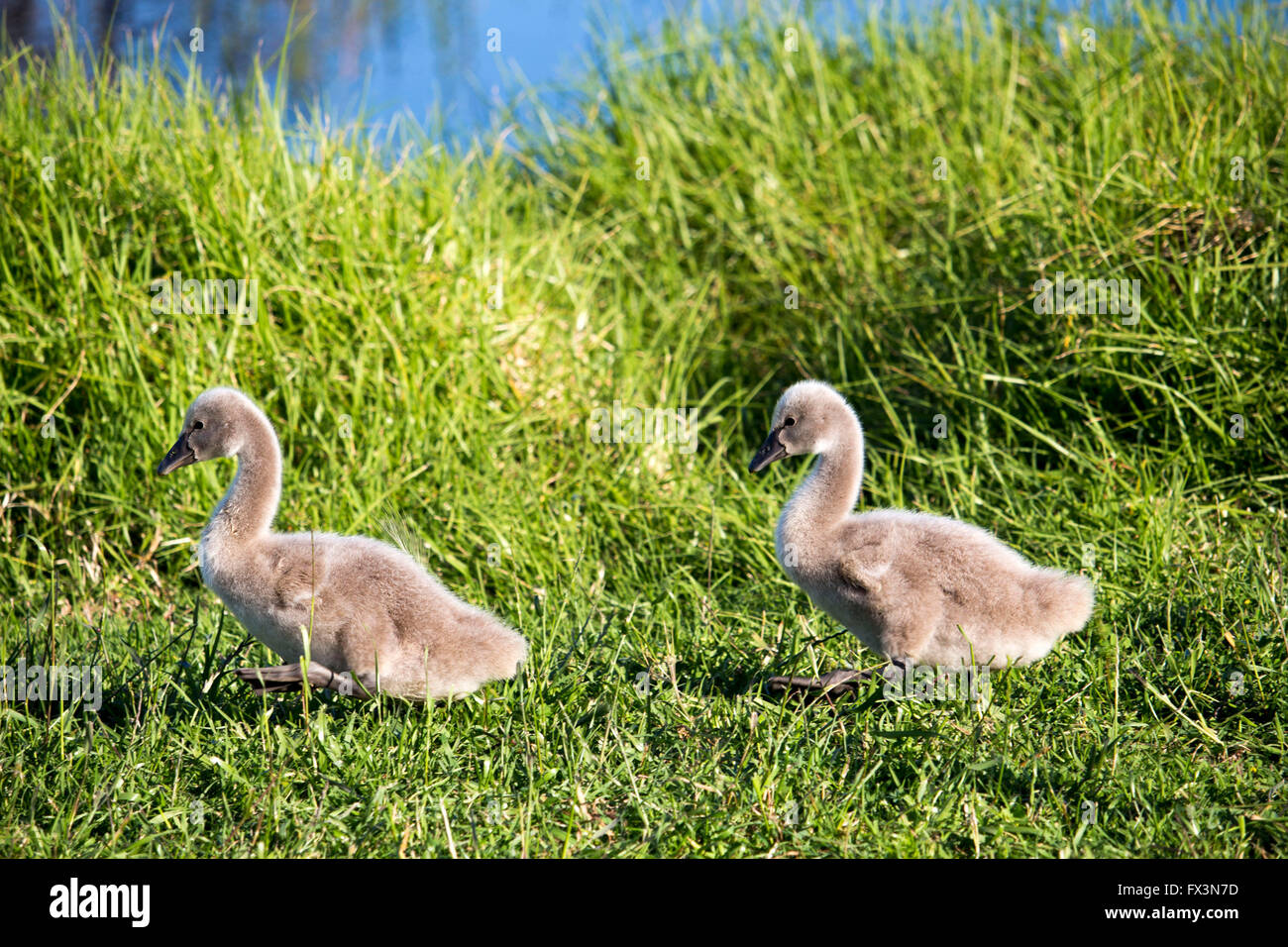 Little fluffy cygnets of Black Swan, Bunbury, Western Australia in ...