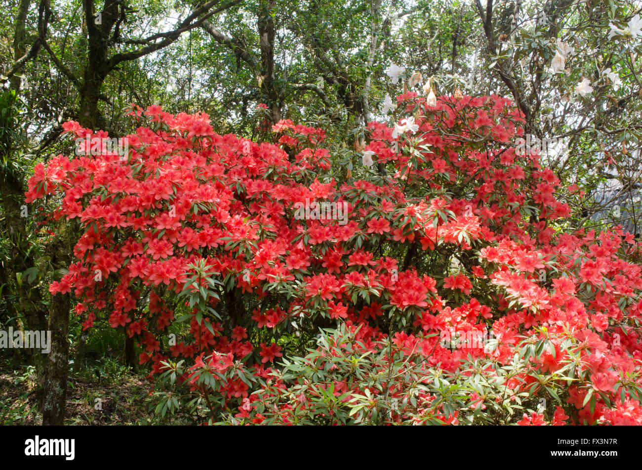 azalea blooming on tree (Rhododendron simsii Planch Stock Photo - Alamy