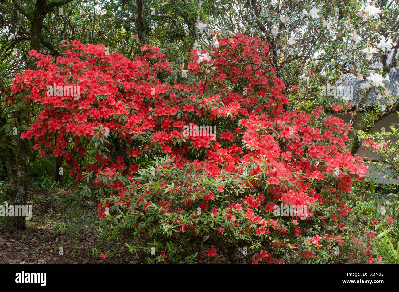 azalea blooming on tree (Rhododendron simsii Planch Stock Photo - Alamy