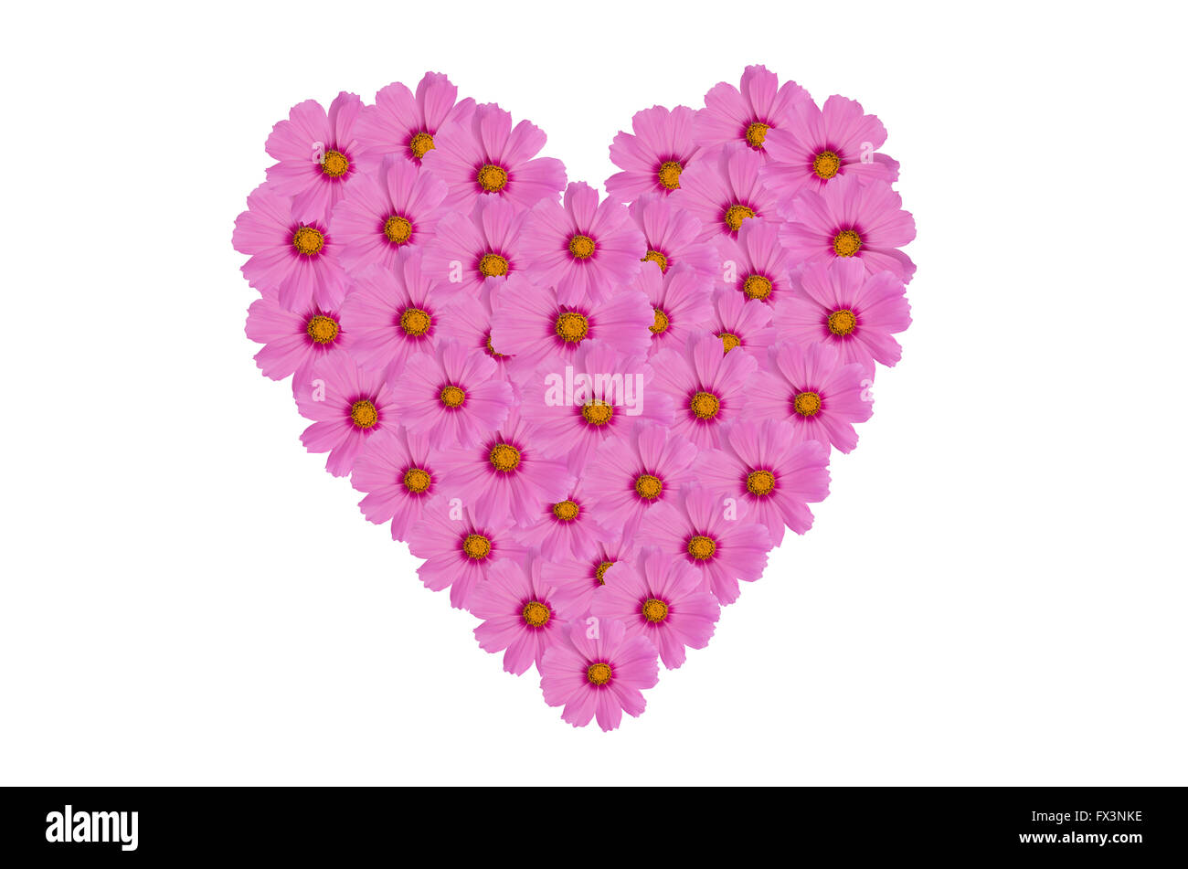 cosmos heart flower isolated on white background Stock Photo - Alamy