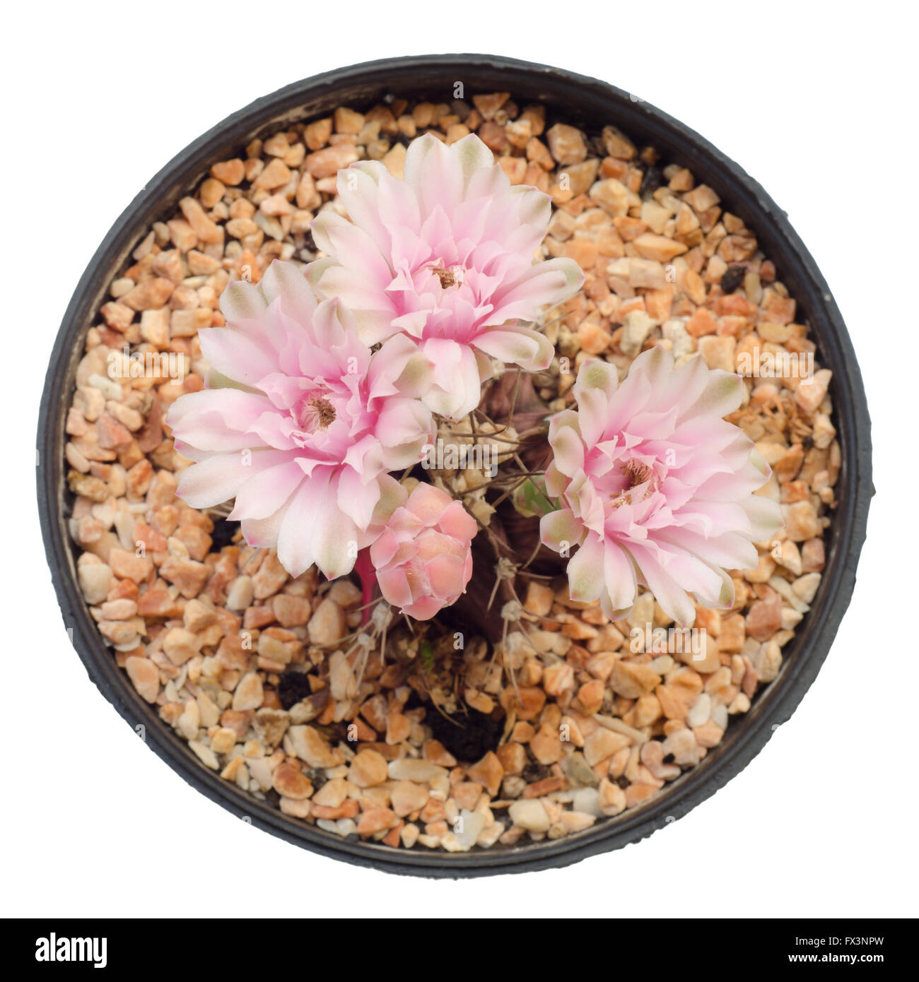 Cactus on small pot Cut Out Stock Images & Pictures - Alamy