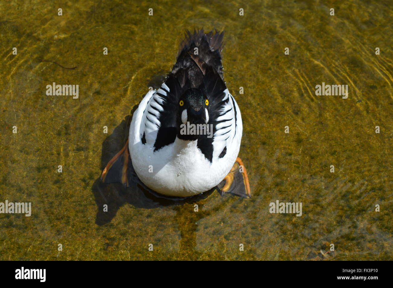 Eye duck hi-res stock photography and images - Alamy