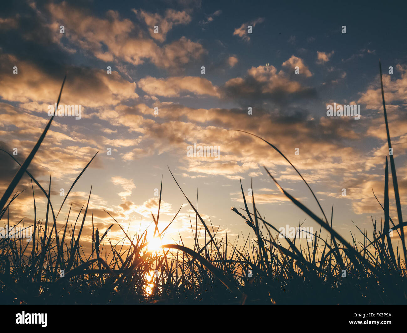 Sunset on the wheat field sunbeams glare Stock Photo - Alamy