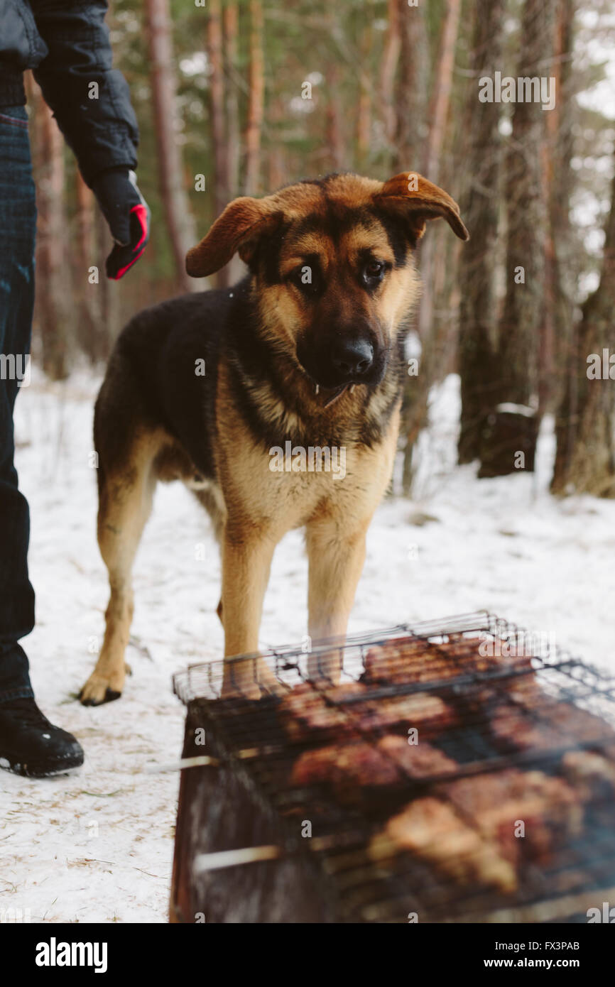 Fried dog hi-res stock photography and images - Alamy