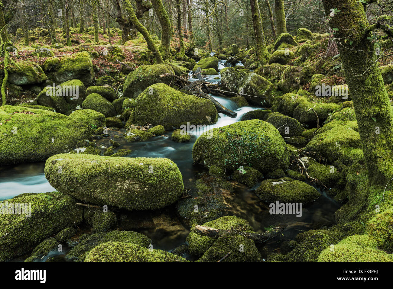 Ancient Woodland Located