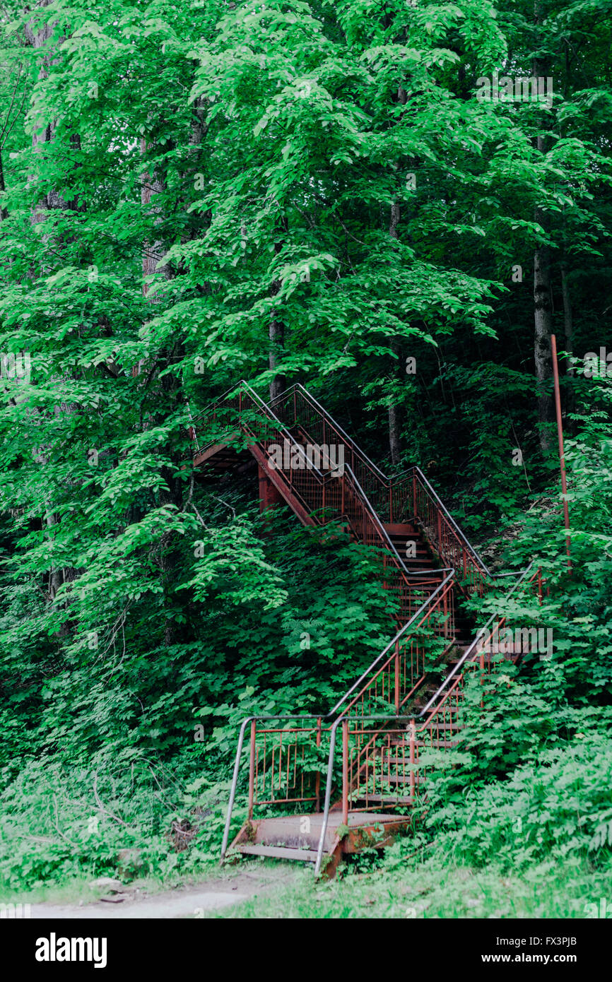 Wooden stairs in the green forest Stock Photo - Alamy
