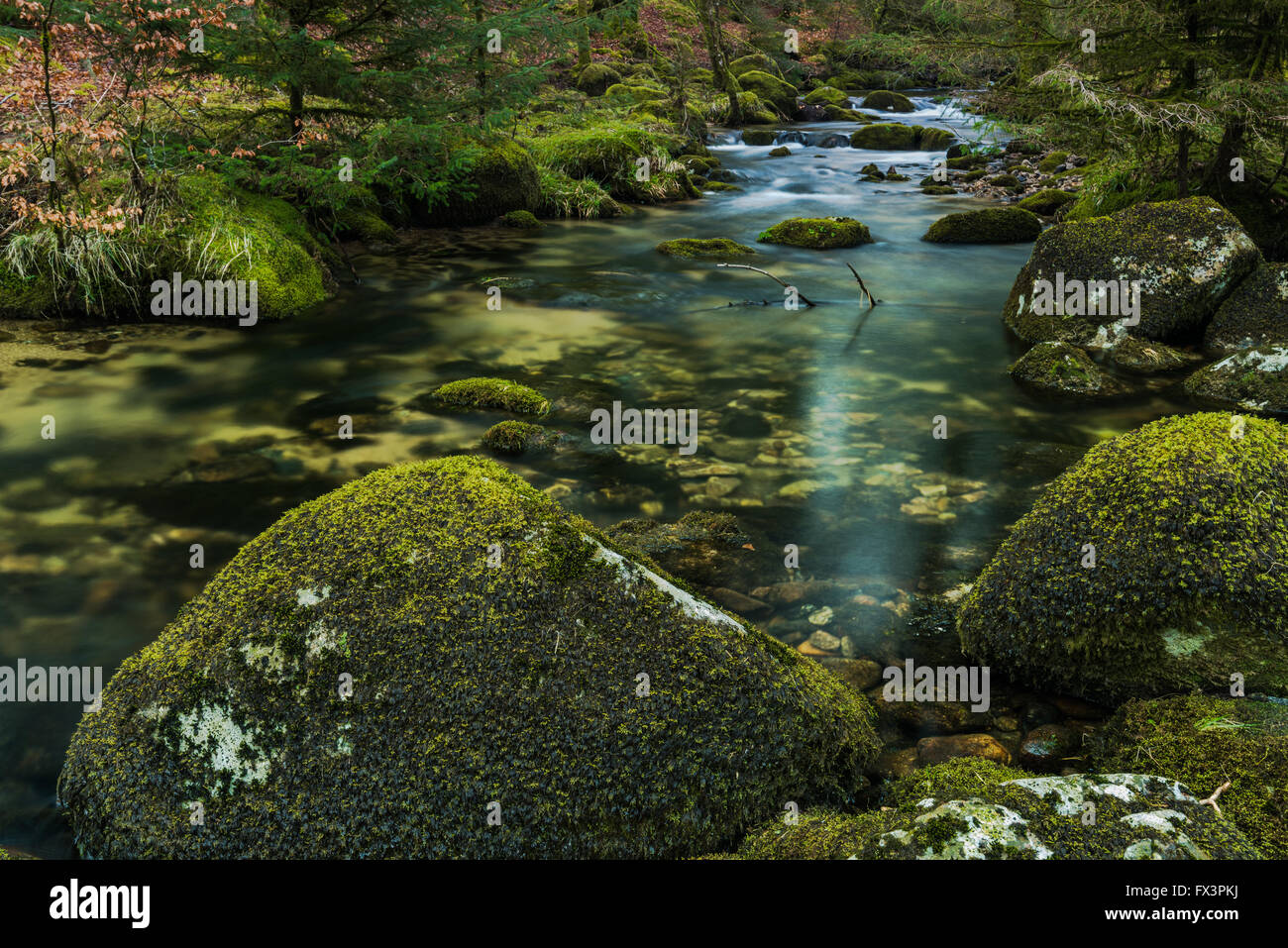 Fast flowing stream in ancient forest. Dartmoor National Park in Devon ...