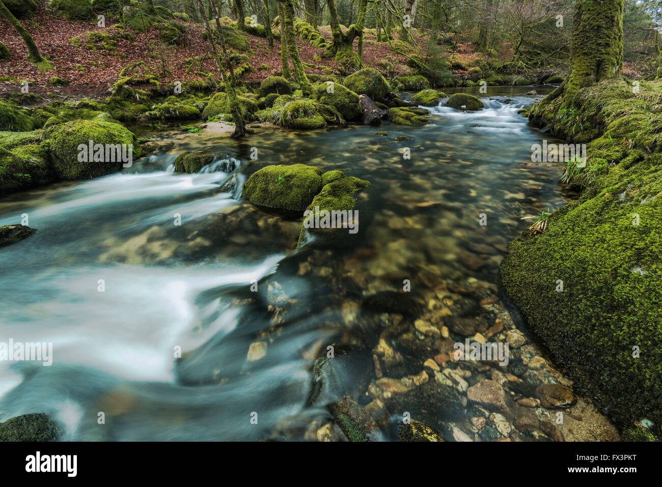 Fast flowing stream in ancient forest. Dartmoor National Park in Devon ...