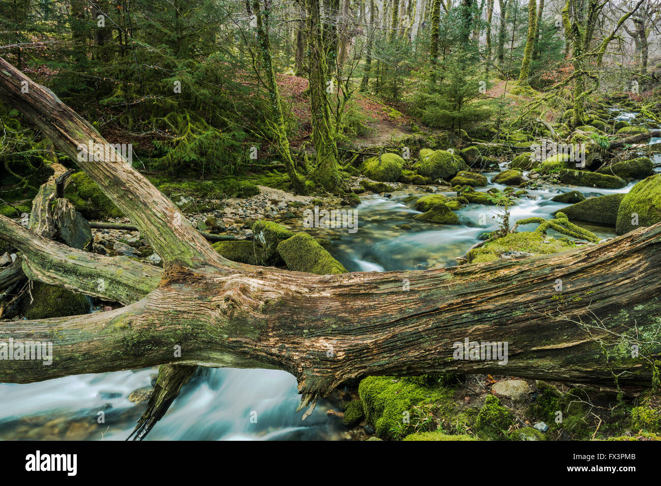 Fast flowing stream in ancient forest. Dartmoor National Park in Devon ...