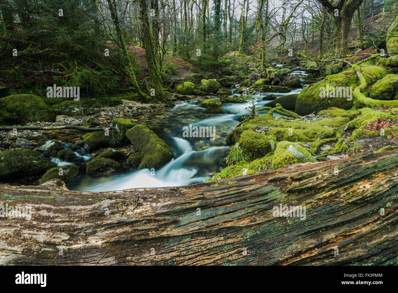 Fast flowing stream in ancient forest. Dartmoor National Park in Devon ...