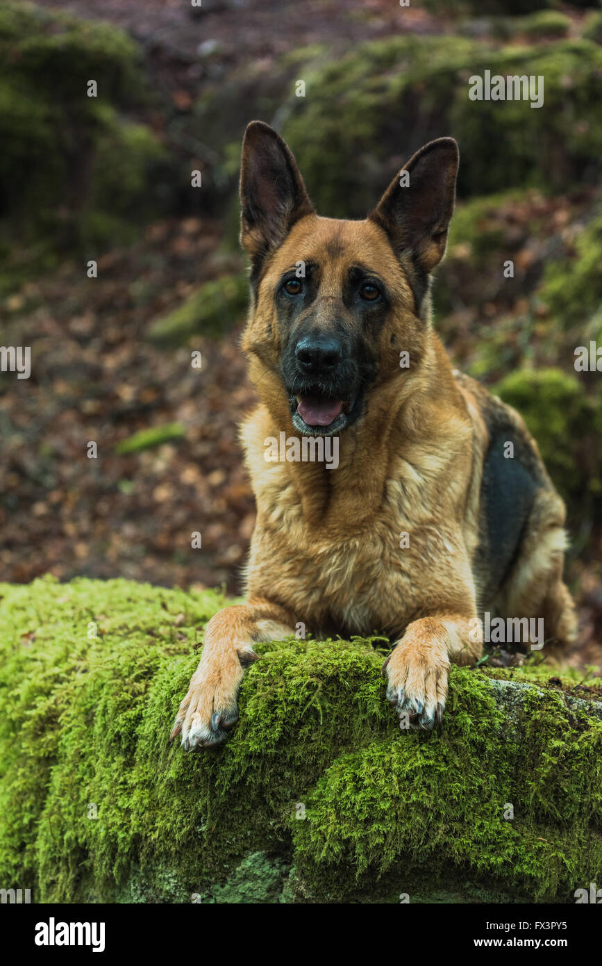 Active German shepherd dog outdoor in forest. Full body portrait ...
