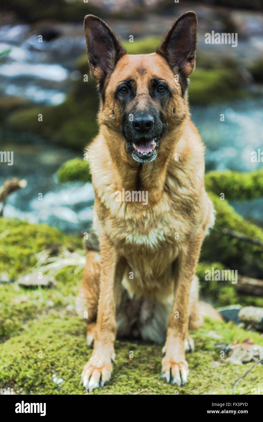 Active German shepherd dog outdoor in forest. Full body portrait ...