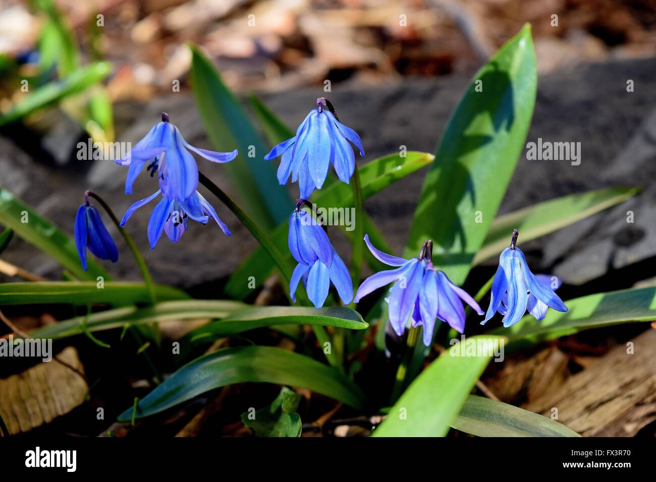 Little blue flowers in spring Stock Photo - Alamy