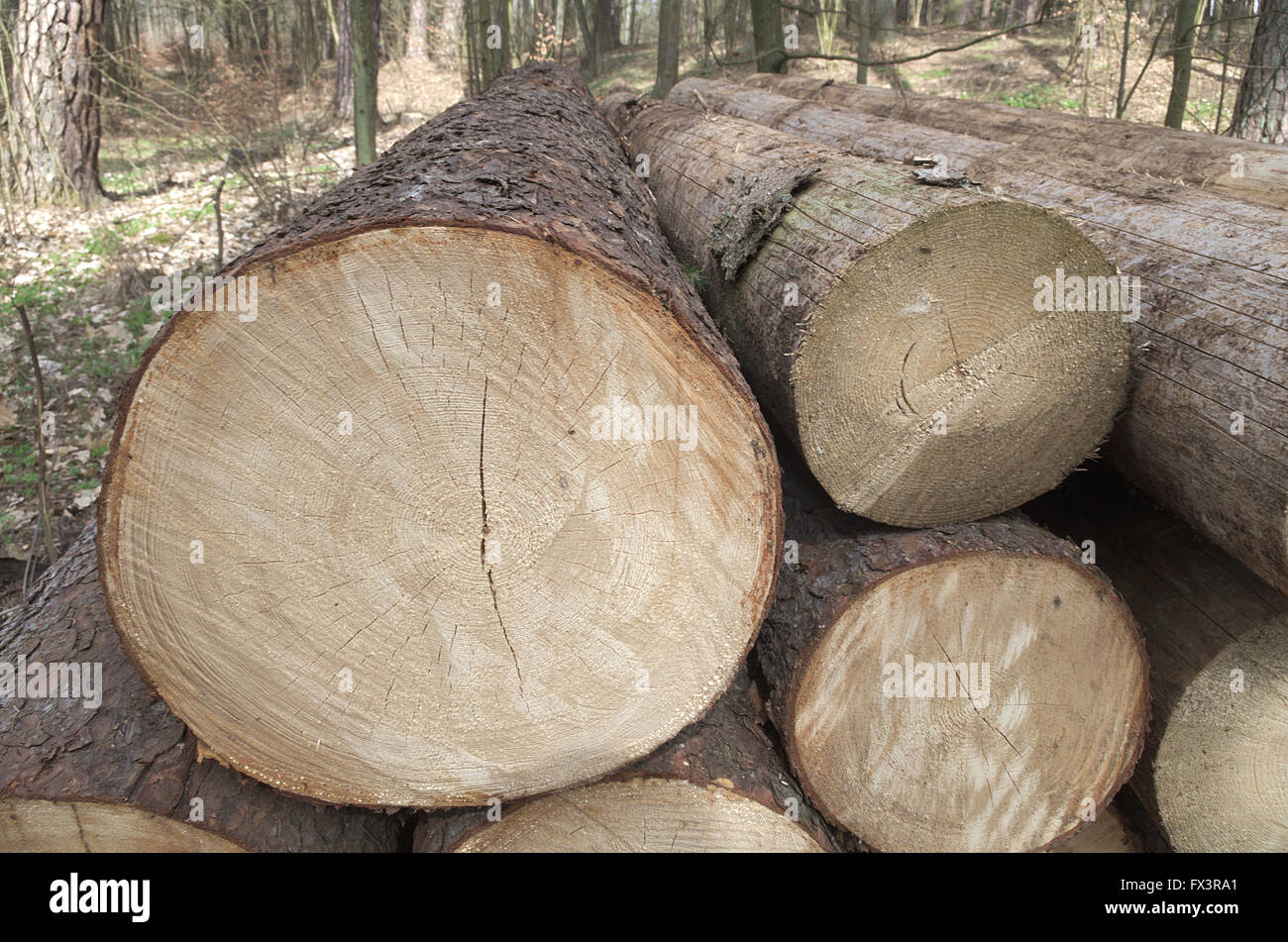 Cutting pine trees hi-res stock photography and images - Alamy