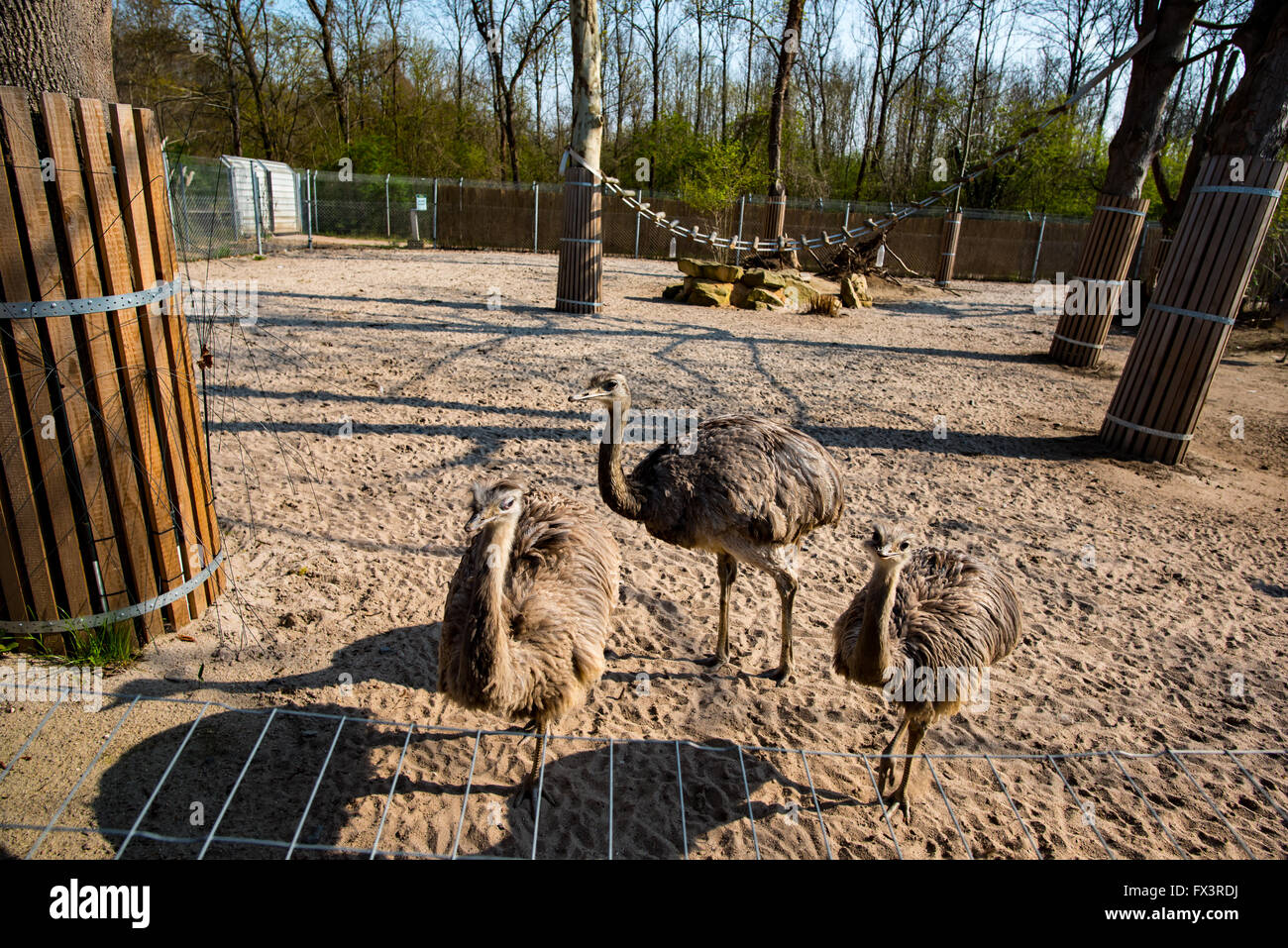 Portrait of an Emu in Germany Stock Photo - Alamy