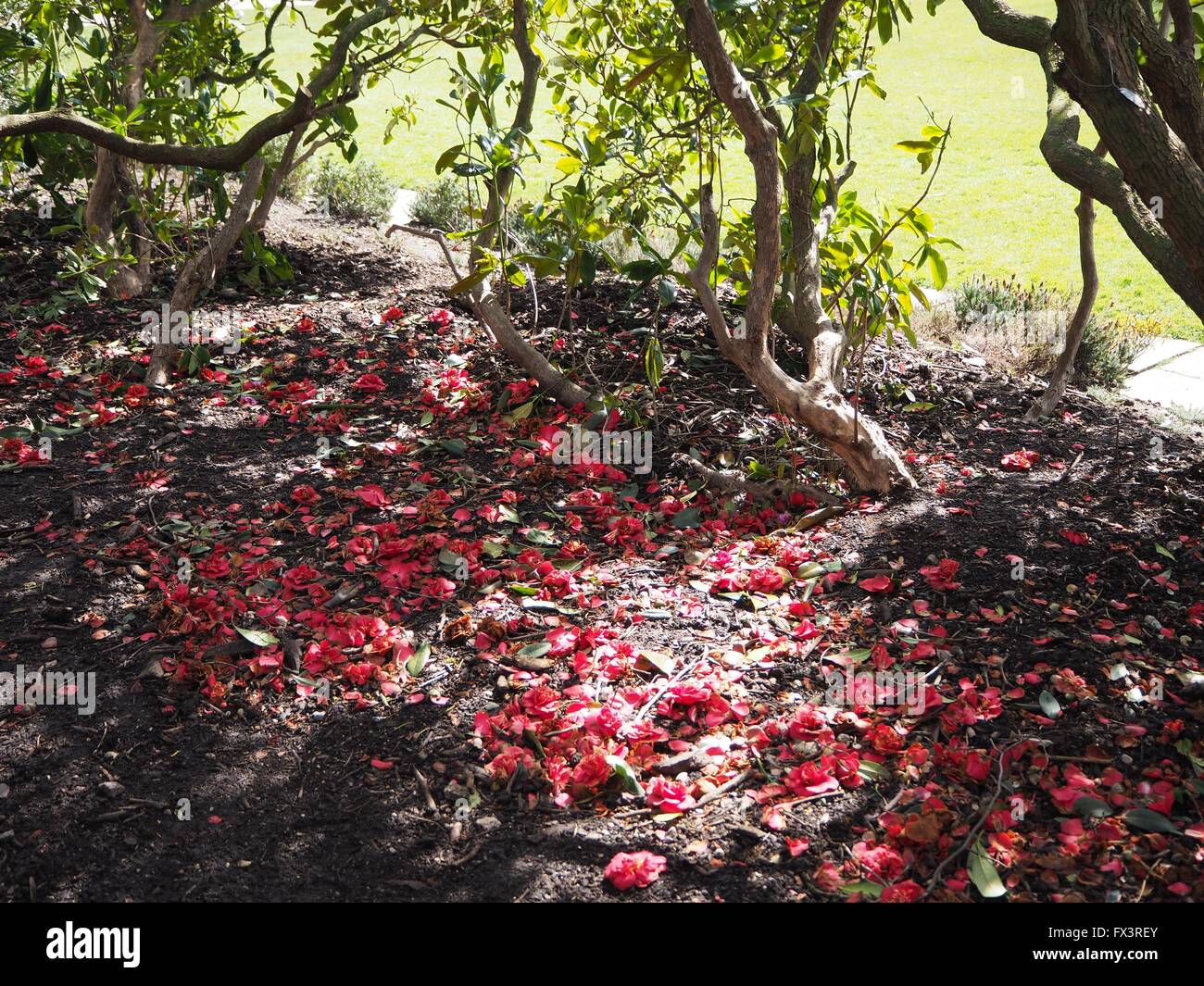 petals red roses ground grounds kenwood house hampstead heath hampstead ...