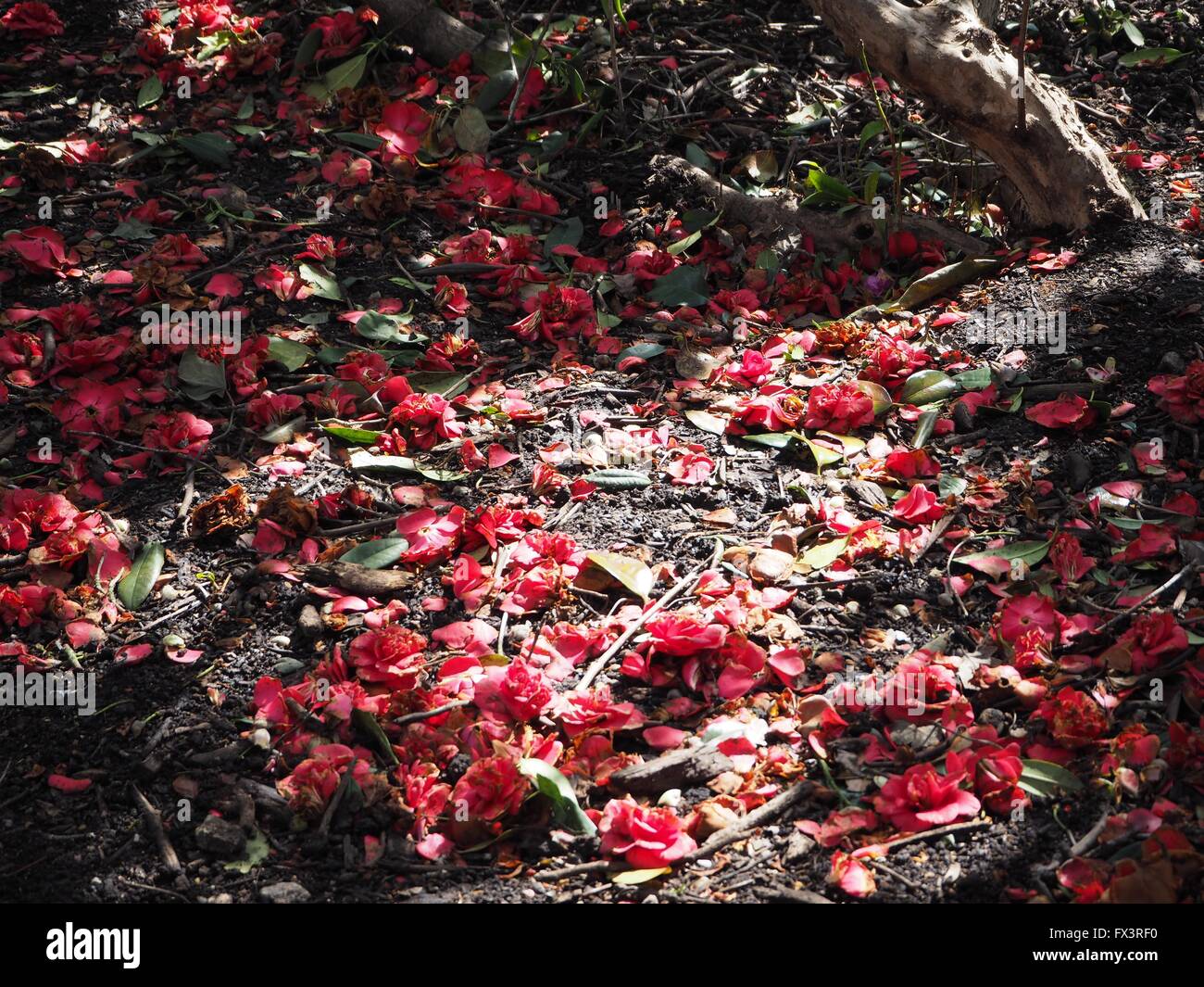 petals red roses ground grounds kenwood house hampstead heath hampstead ...