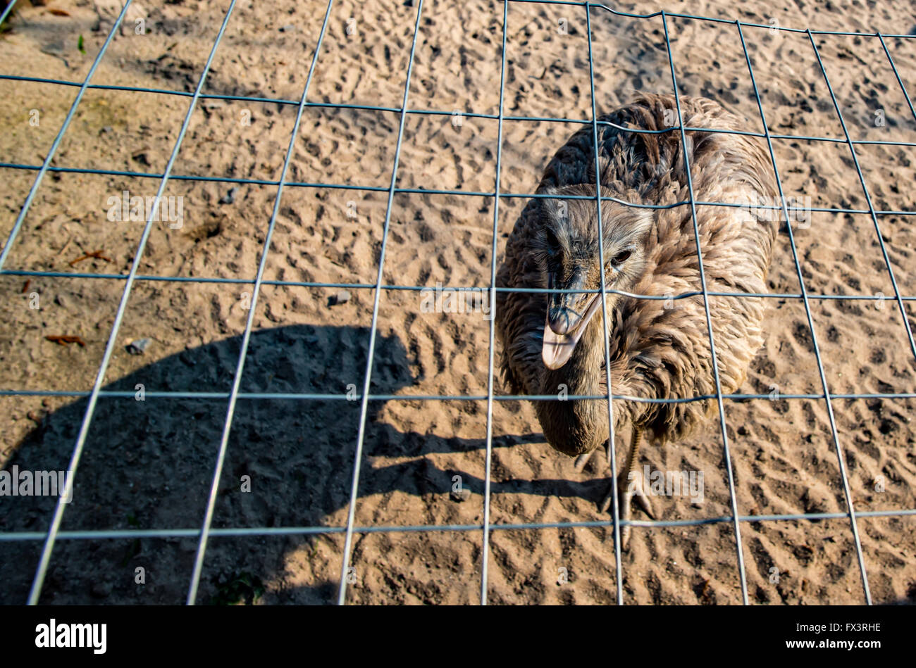 Portrait of an Emu in Germany Stock Photo - Alamy