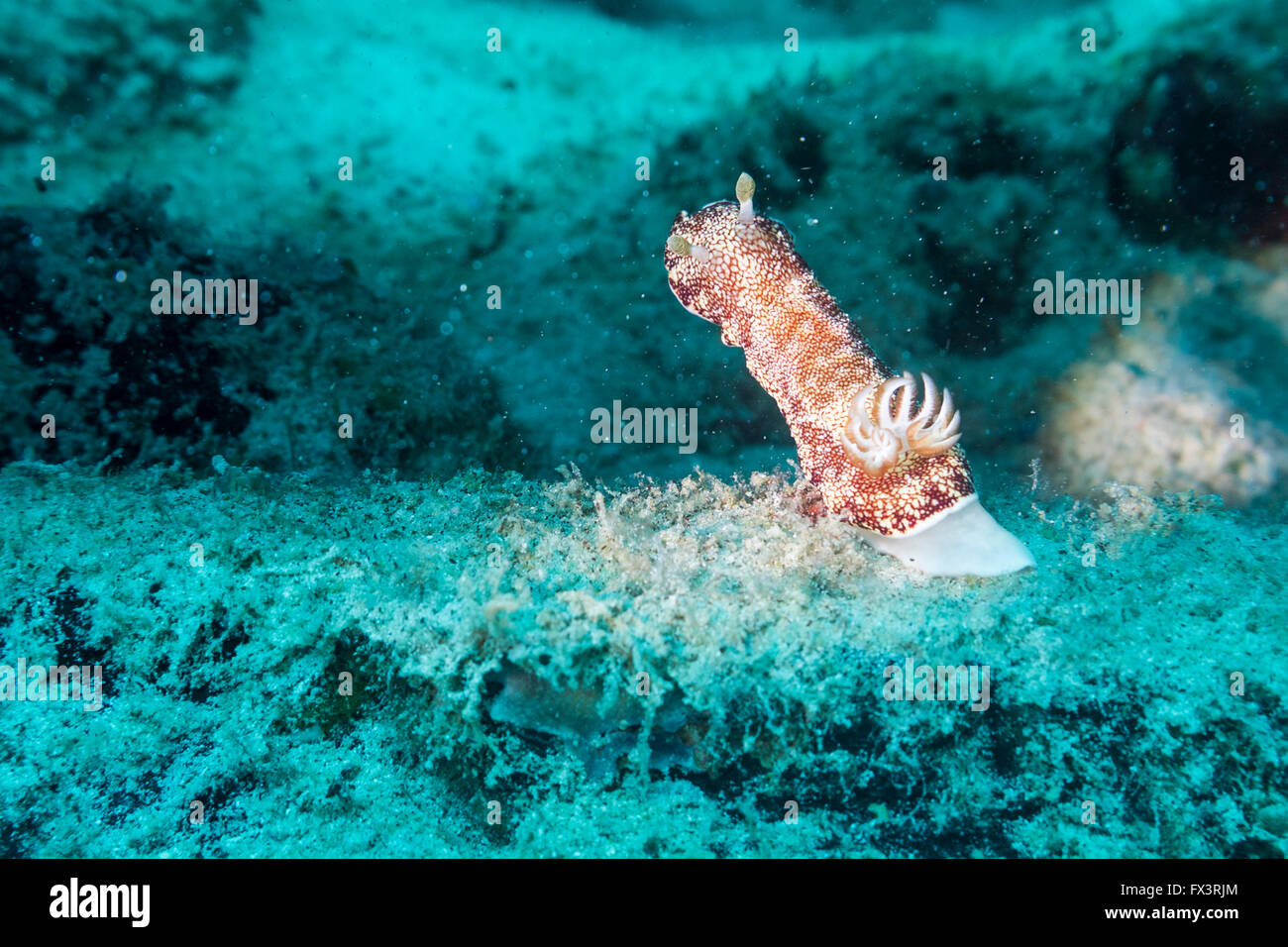 Nudibranch (sea slug) underwater at Mabul, Borneo, Malaysia Stock Photo ...