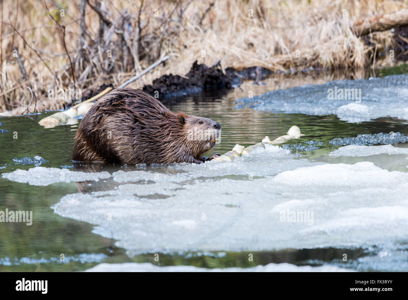 Adult beaver hi-res stock photography and images - Alamy