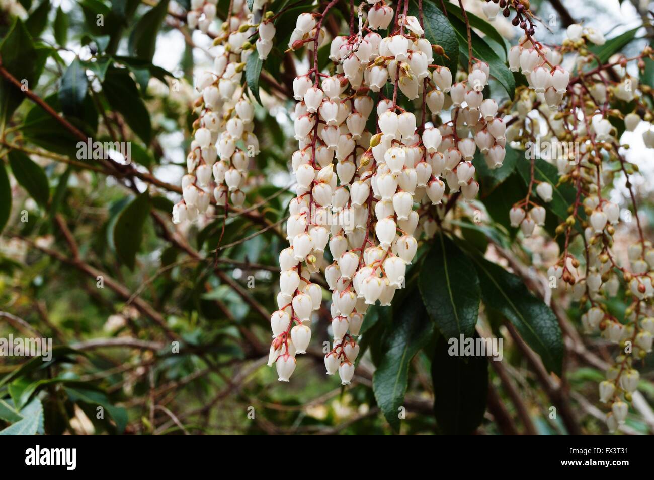 Flower bells of the Pieris Japonica bush, also known as Andromeda and ...