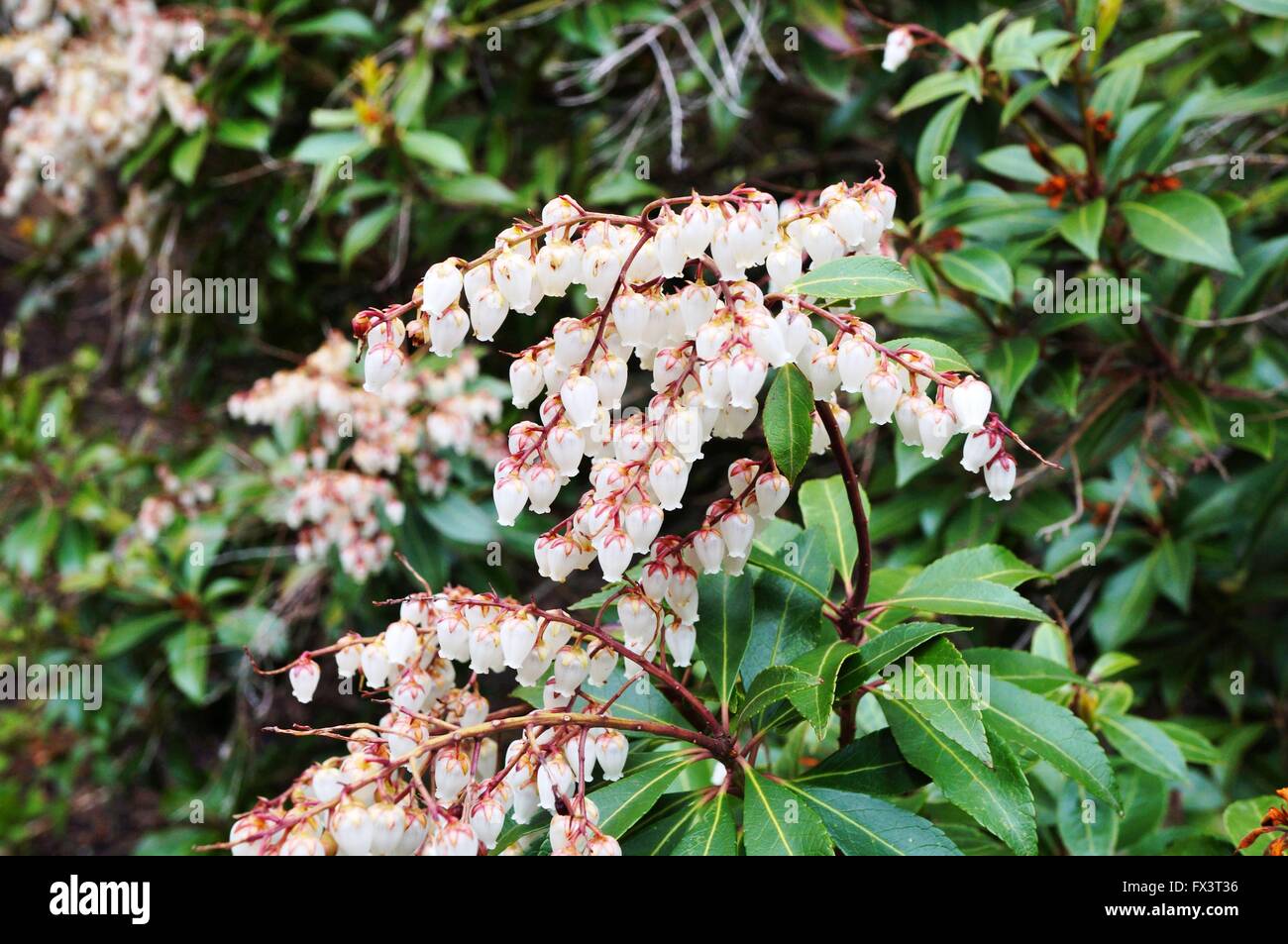 Flower bells of the Pieris Japonica bush, also known as Andromeda and ...