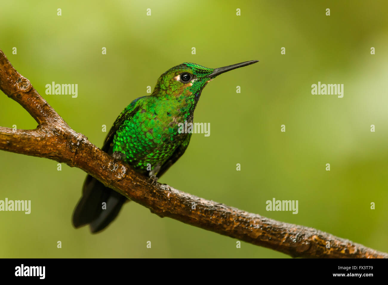 Costa rica green birds hi-res stock photography and images - Alamy