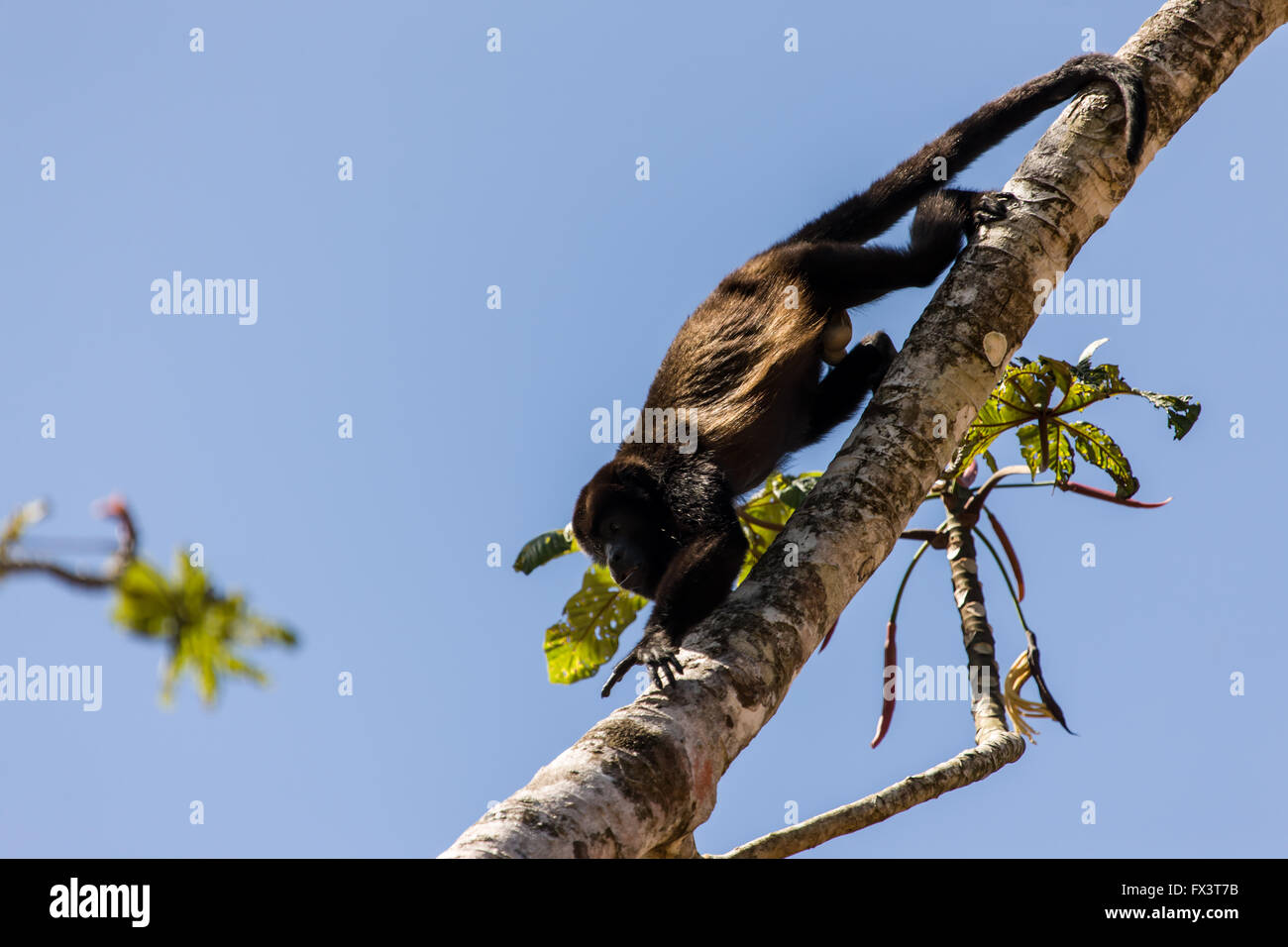 Monkey climbing tree hi-res stock photography and images - Alamy