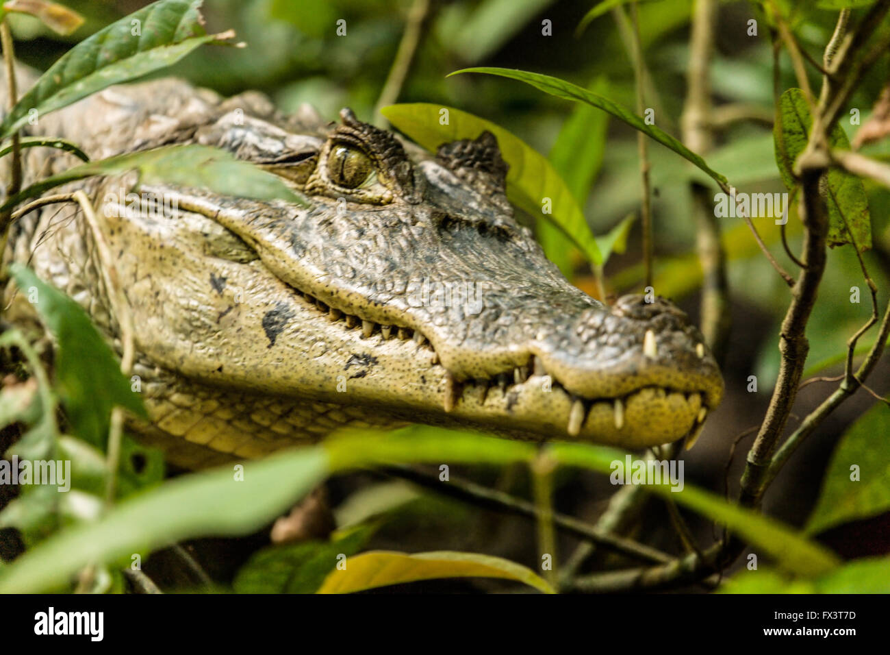 Spectacled Caiman (Caiman crocodilus) in Tortuguero National Park ...