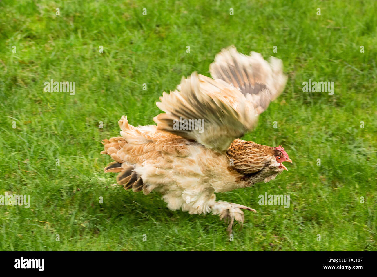 A Salmon Faverolles chicken was fleeing for its life as it was being ...